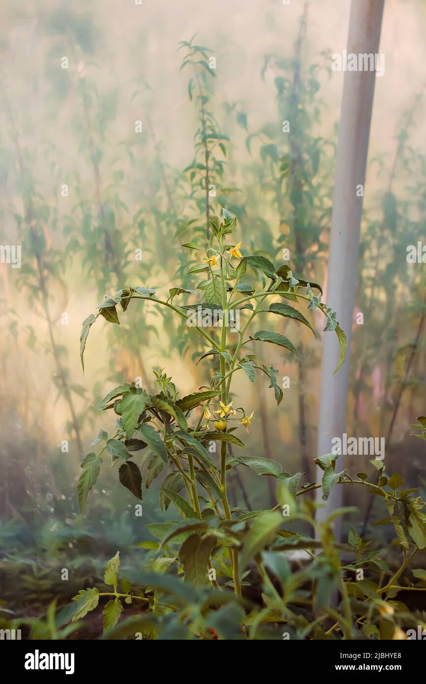 Tomatoes grown in a greenhouse Stock Photo - Alamy
