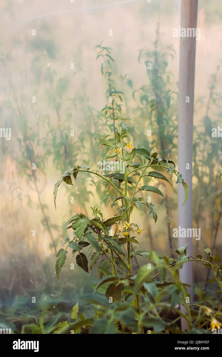 Tomatoes grown in a greenhouse Stock Photo - Alamy