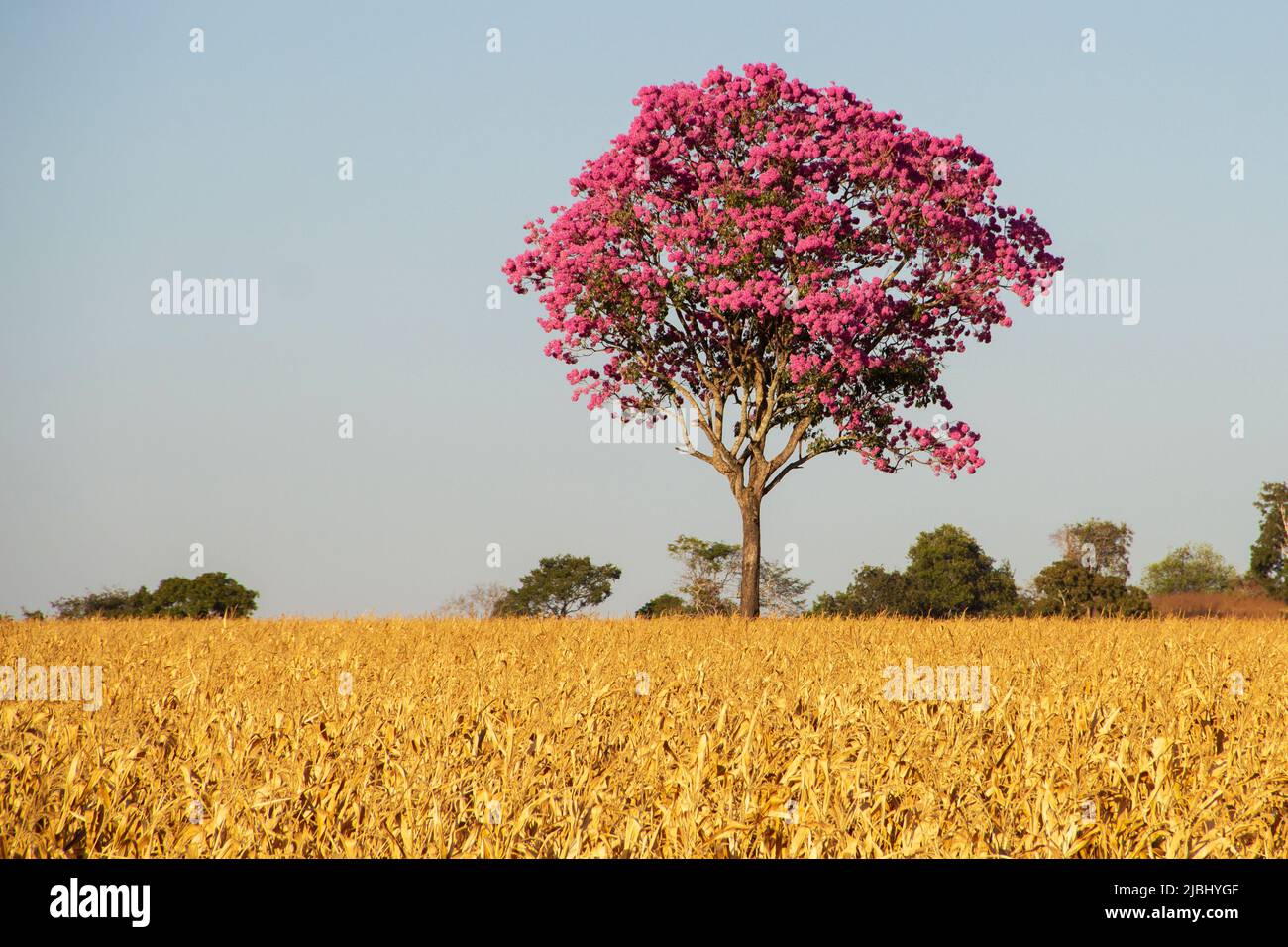Pirenópolis, Goiás, Brazil – June 05, 2022: Purple Ipê, a typical tree ...
