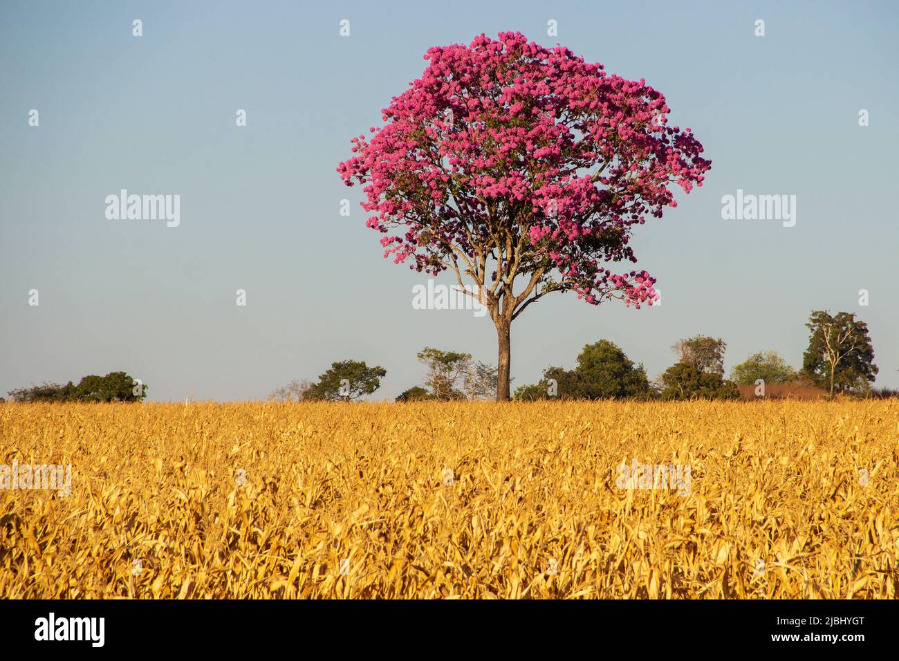 Pirenópolis, Goiás, Brazil – June 05, 2022: Purple Ipê, a typical tree ...