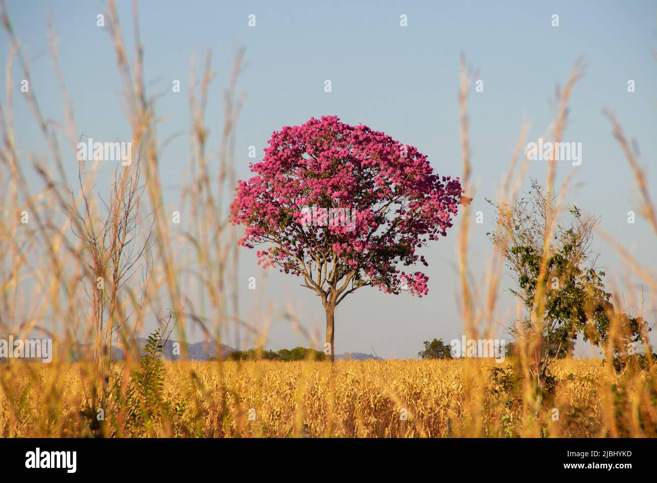 Pirenópolis, Goiás, Brazil – June 05, 2022: Purple Ipê, a typical tree ...