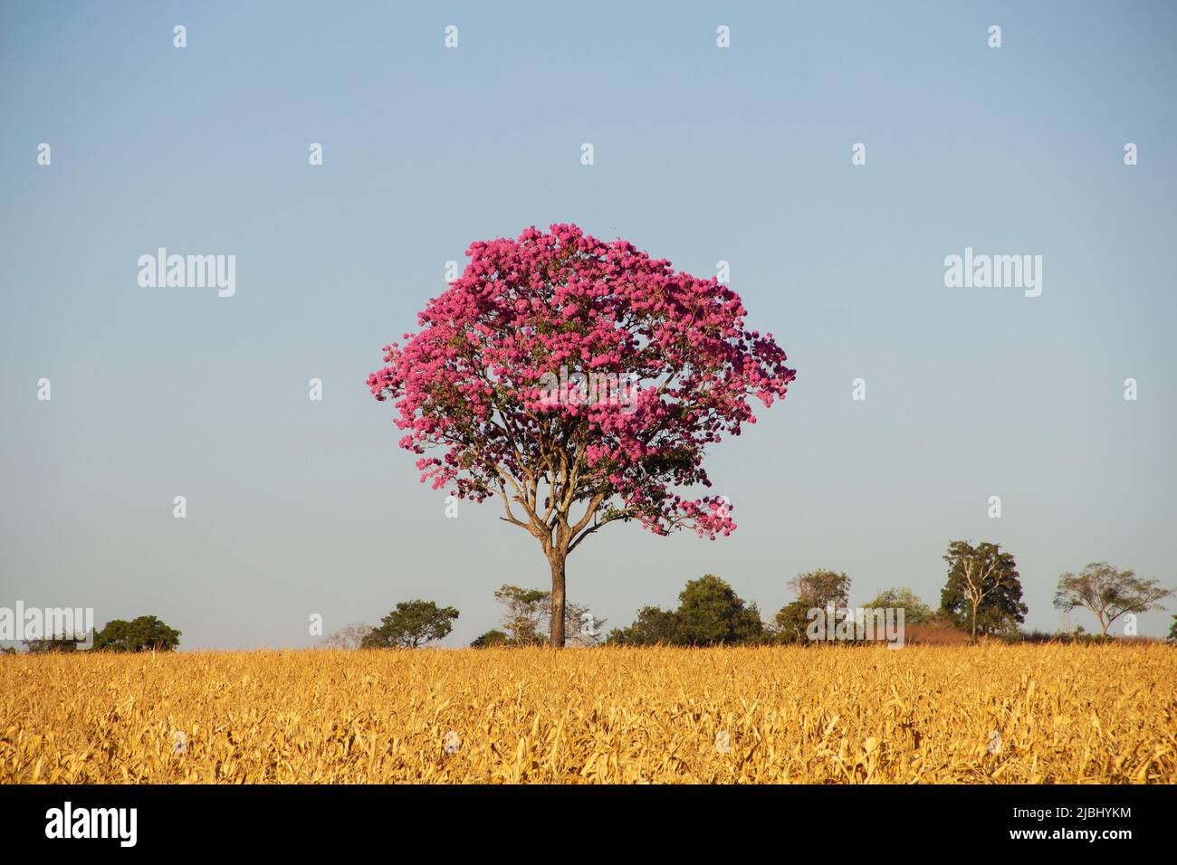 Pirenópolis, Goiás, Brazil – June 05, 2022: Purple Ipê, a typical tree ...
