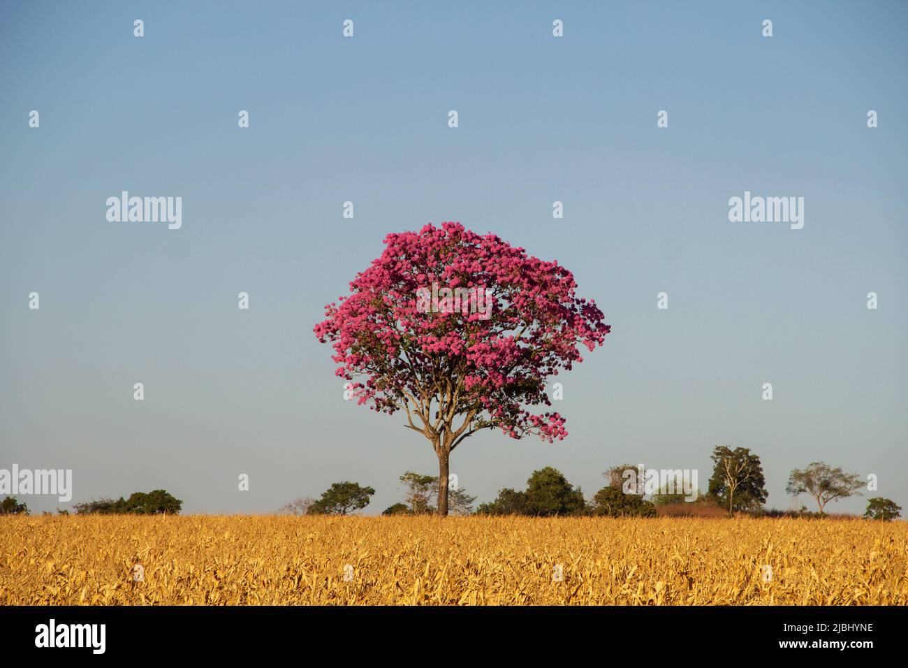 Pirenópolis, Goiás, Brazil – June 05, 2022: Purple Ipê, a typical tree ...