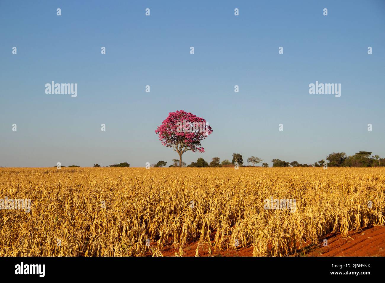 Pirenópolis, Goiás, Brazil – June 05, 2022: Purple Ipê, a typical tree ...