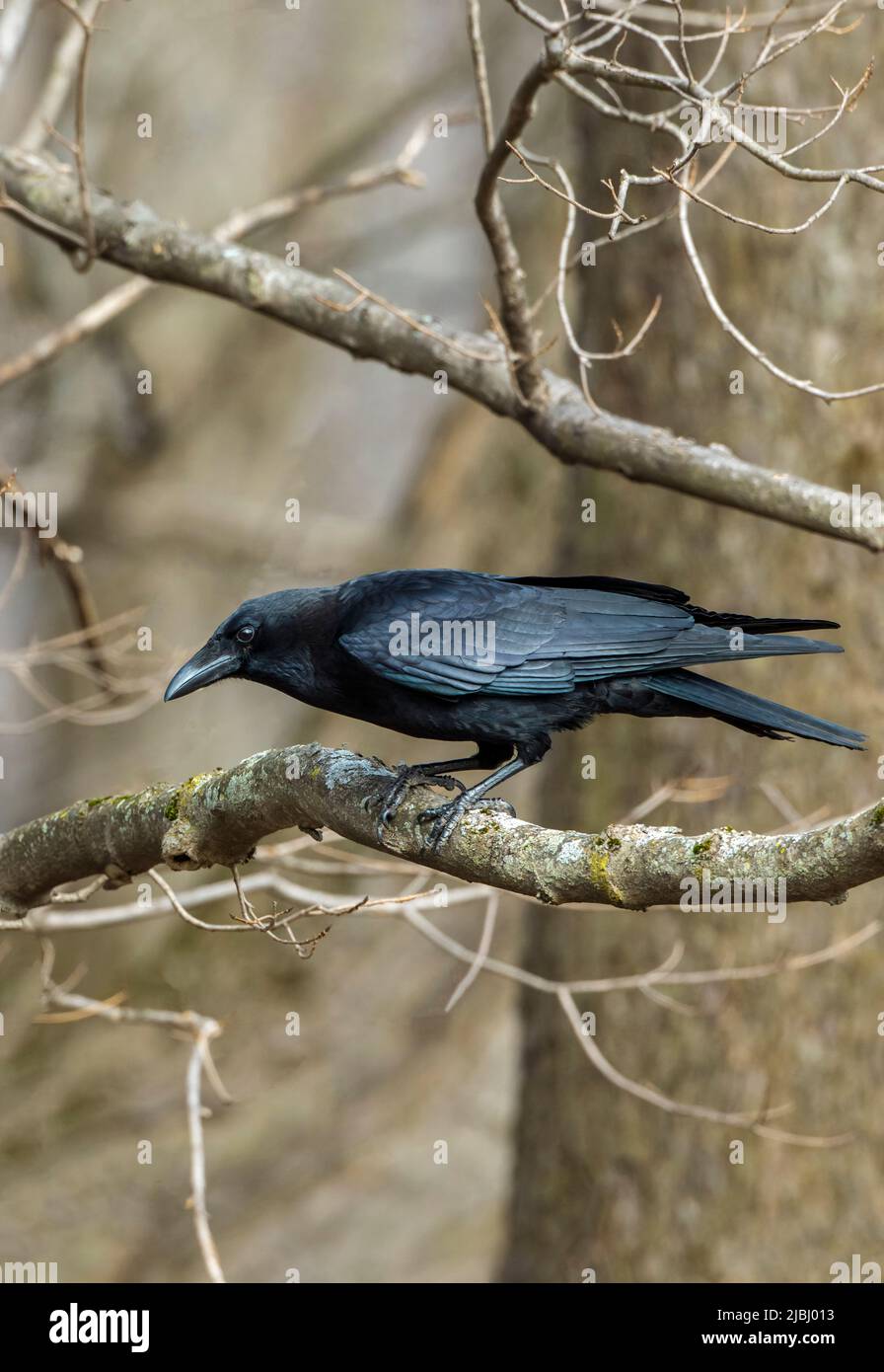 The American Crow is a common anmd intellegent bird found throughout ...