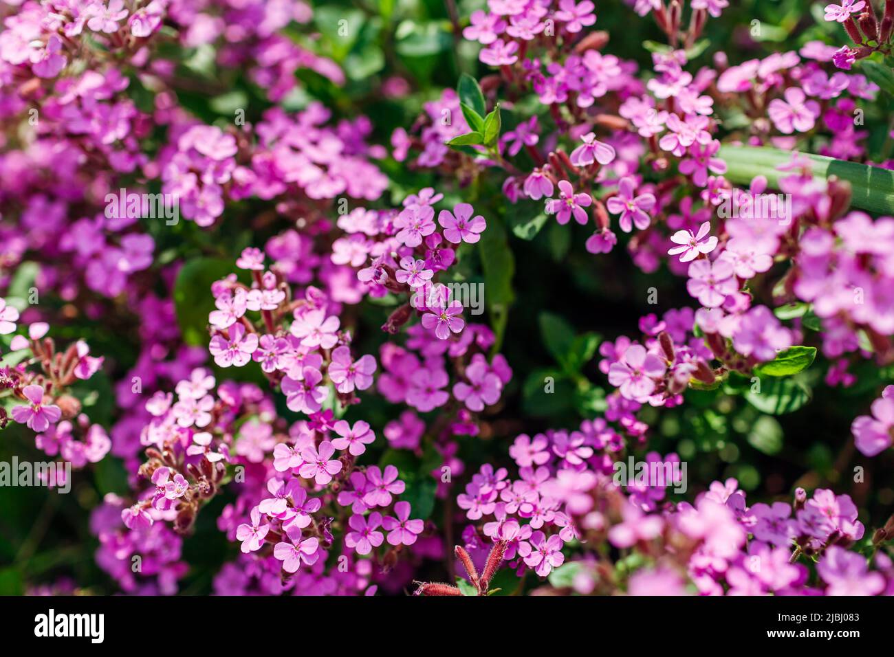 Pink rock soapwort blooming in summer garden. Ground cover saponaria ...