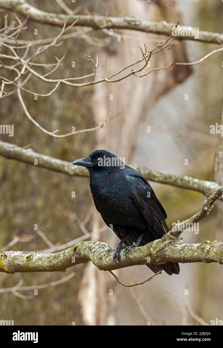 Common bird of north america hi-res stock photography and images - Alamy