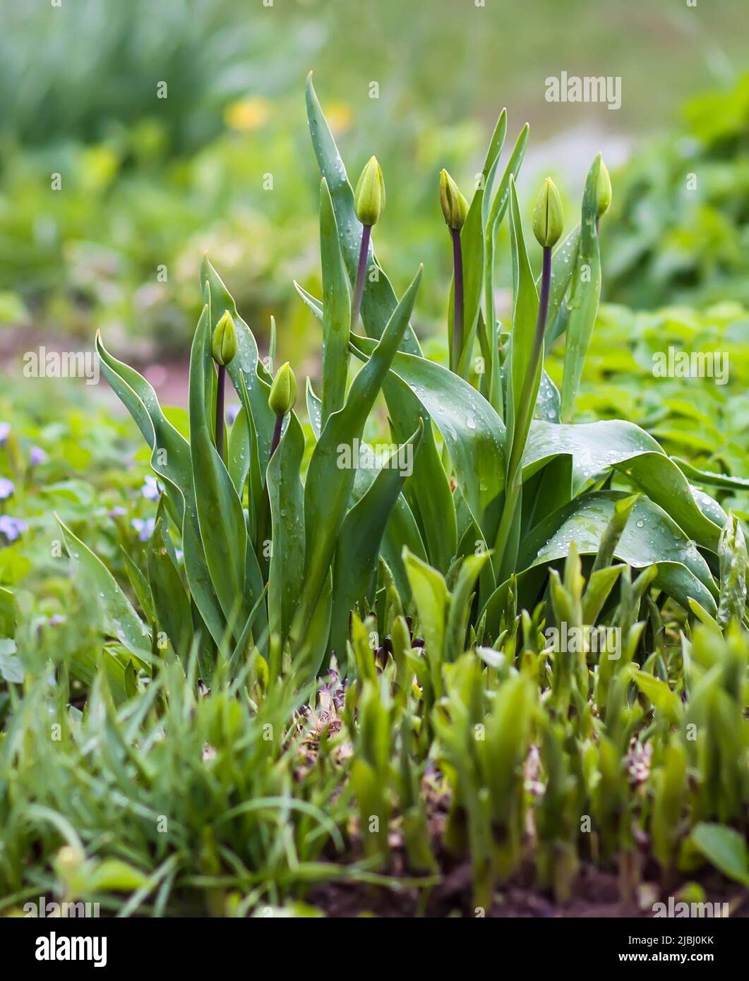 Beautiful spring flowers in the park. Nature background Stock Photo - Alamy