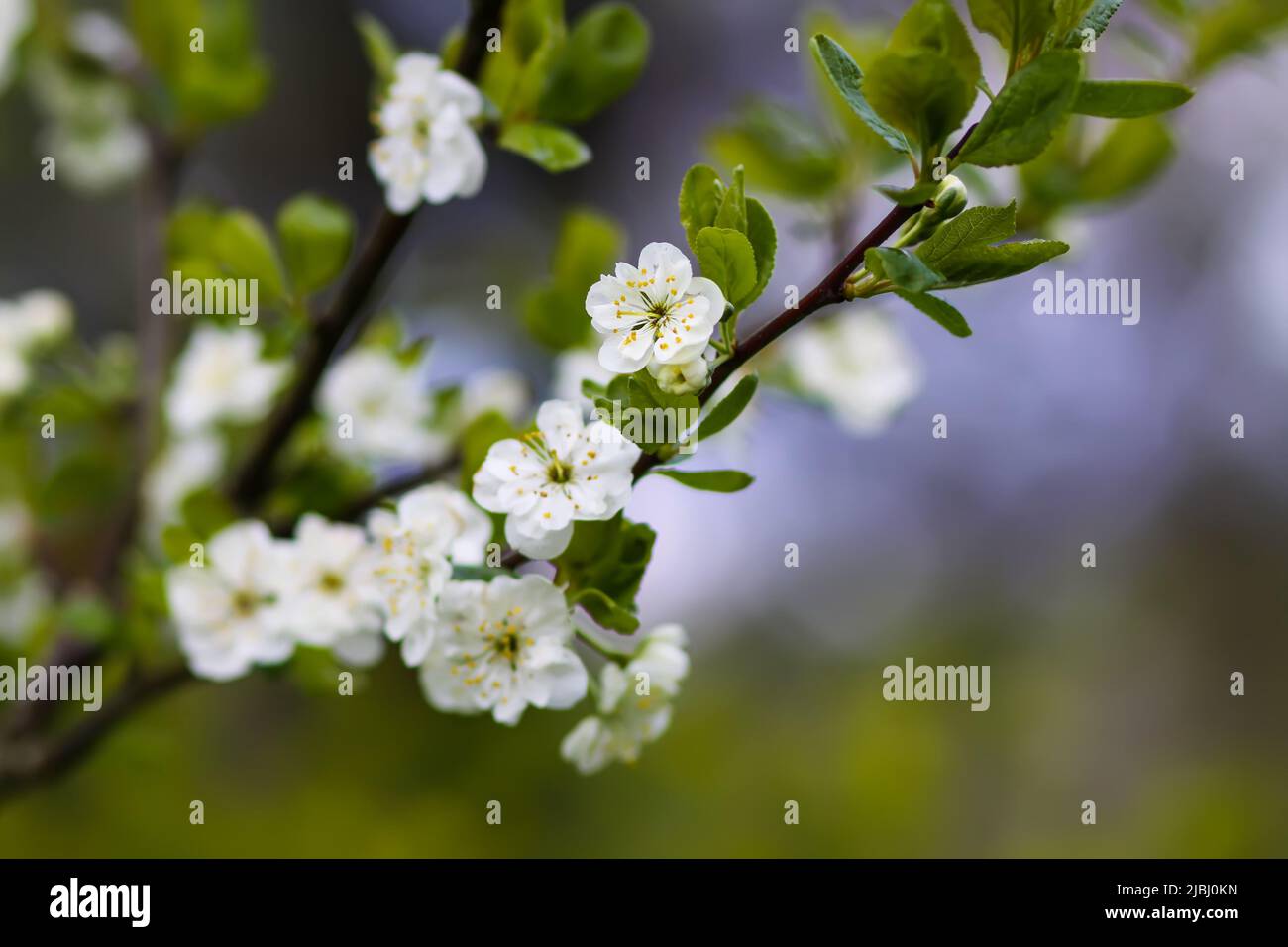 Beautiful spring flowers in the park. Nature background Stock Photo - Alamy