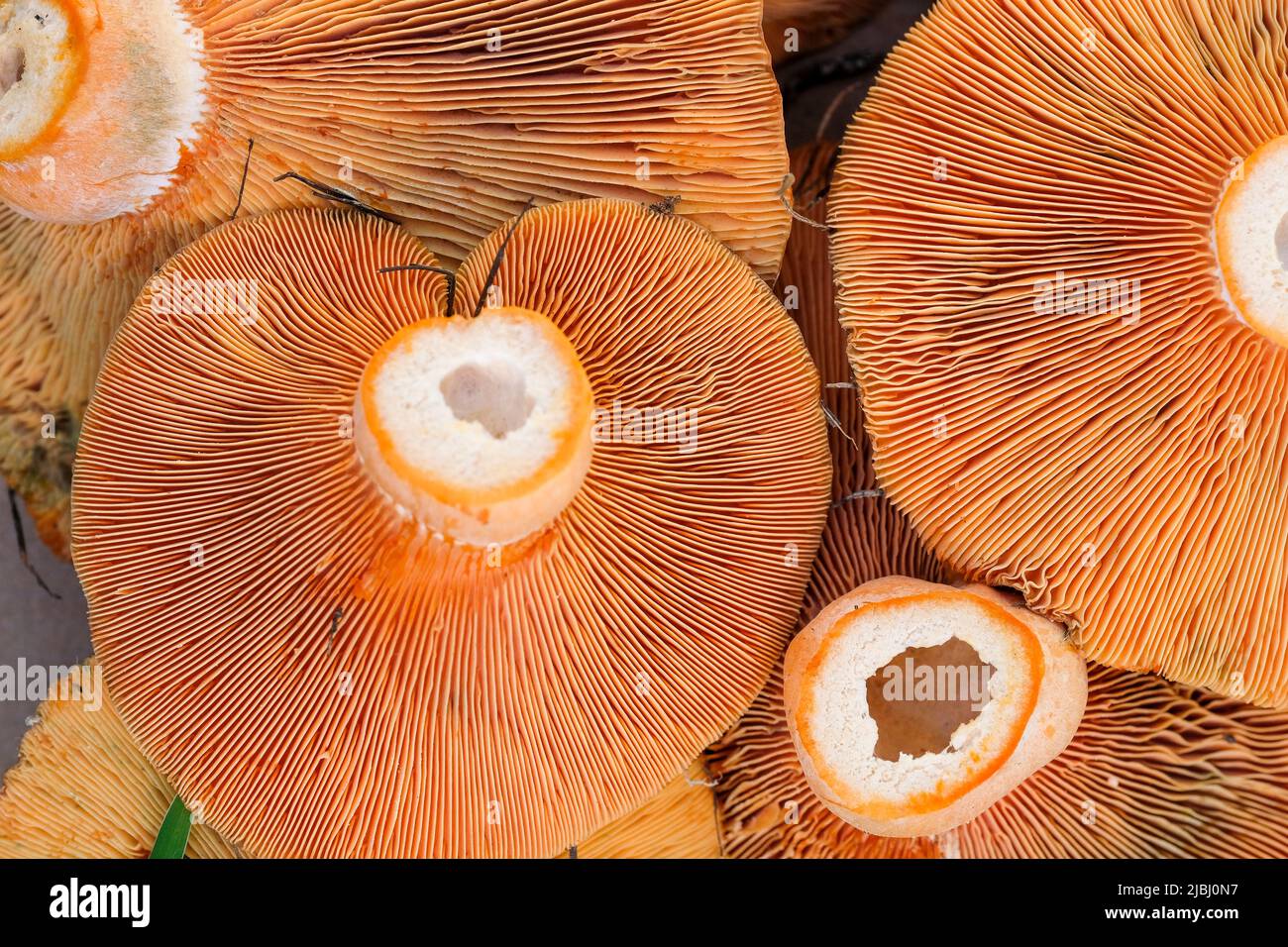 Passchendaele State Forest Stock Photo - Alamy