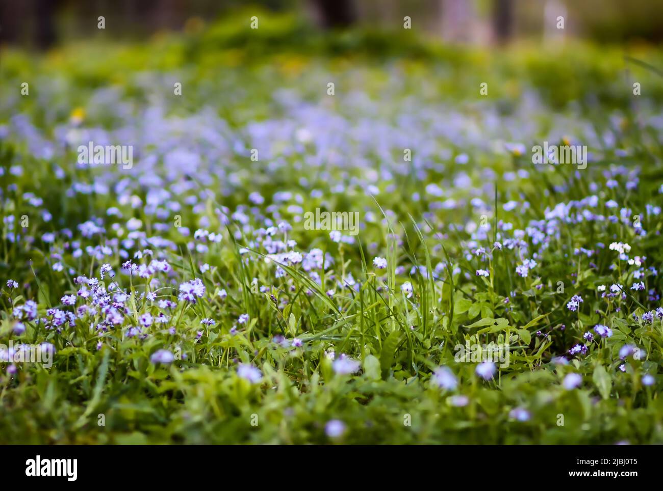 Beautiful spring forget-me-not flowers in the park. Nature background ...