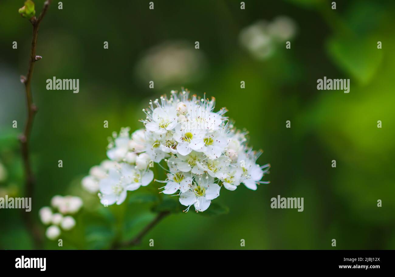 Reeves meadowsweet spiraea cantoniensis hi-res stock photography and ...
