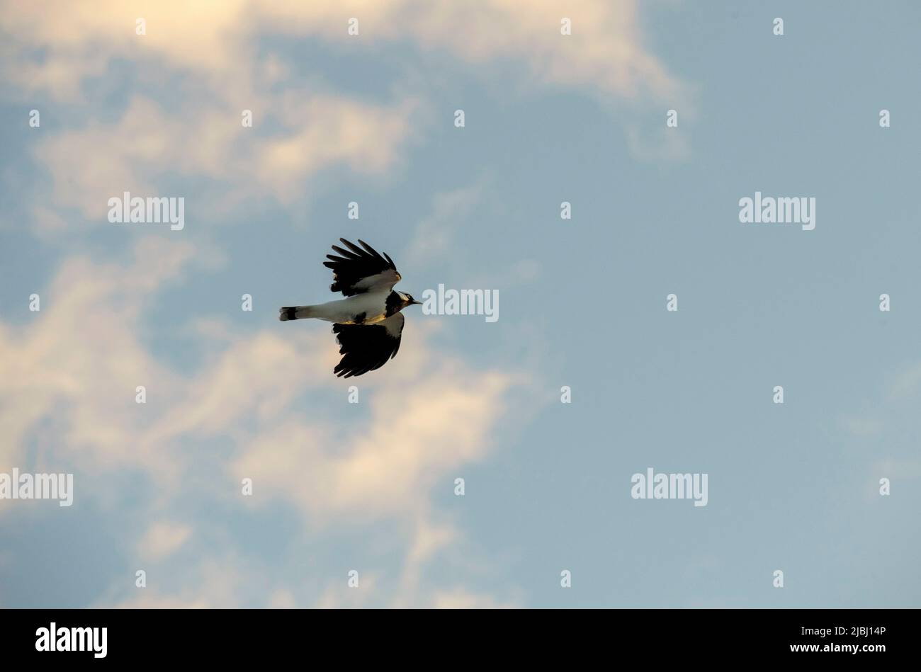 An Australian Magpie-Lark (Grallina cyanoleuca) flying in the sky in ...