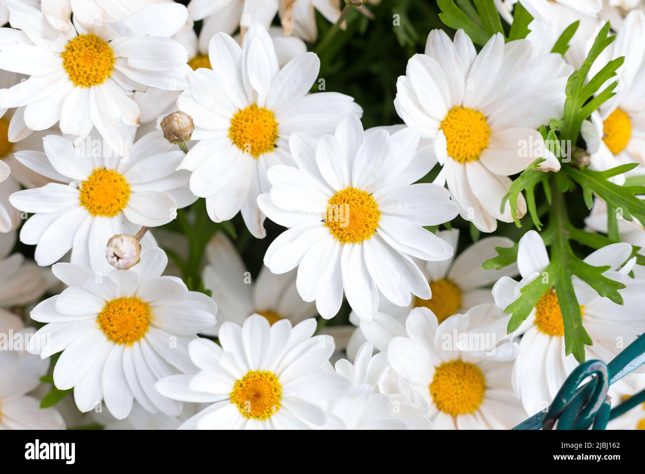 Beautiful daisies that bloom in spring when the sun warms the day Stock ...