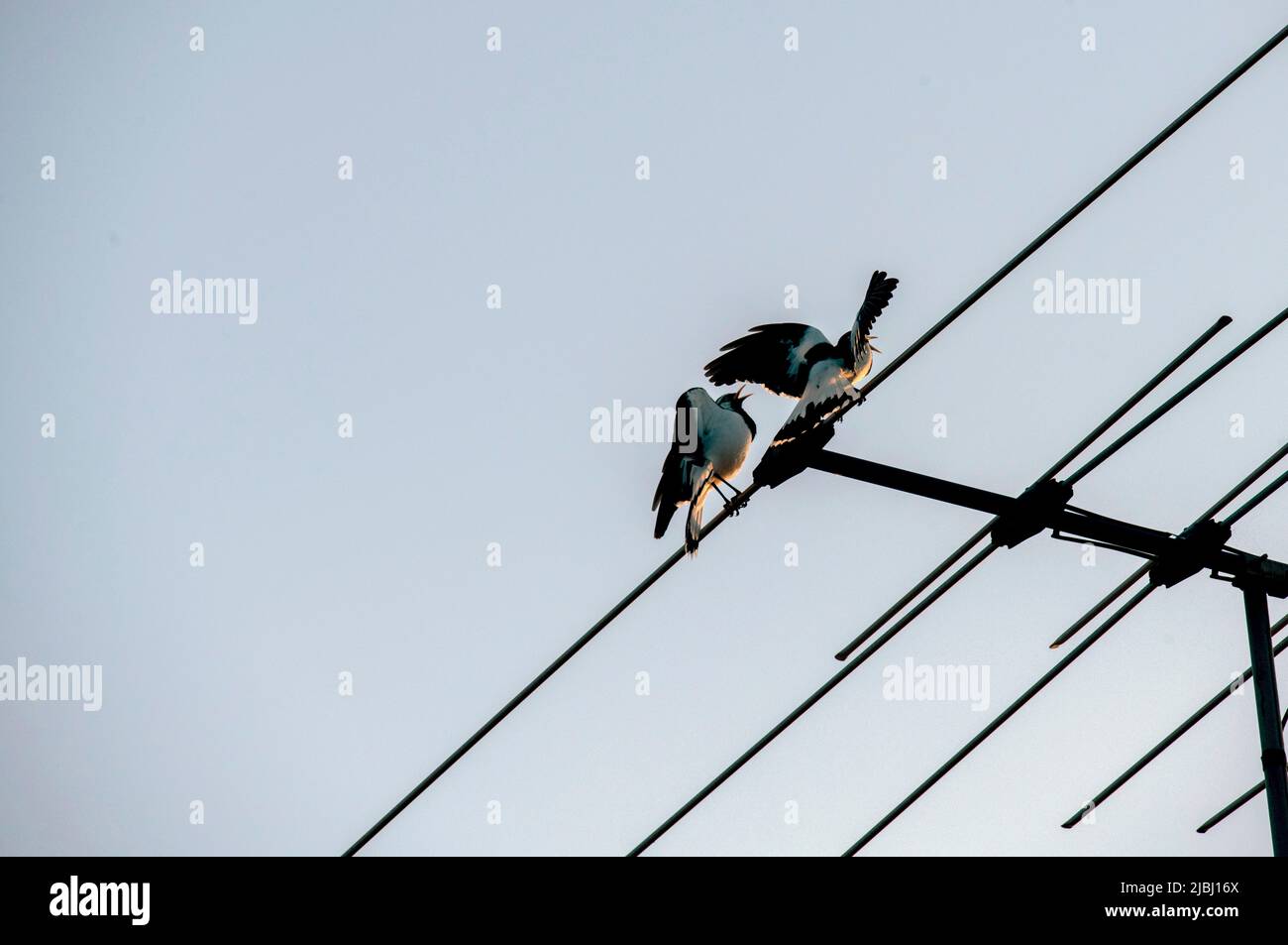 A pair of Australian Magpie-Larks (Grallina cyanoleuca) in Sydney, NSW ...