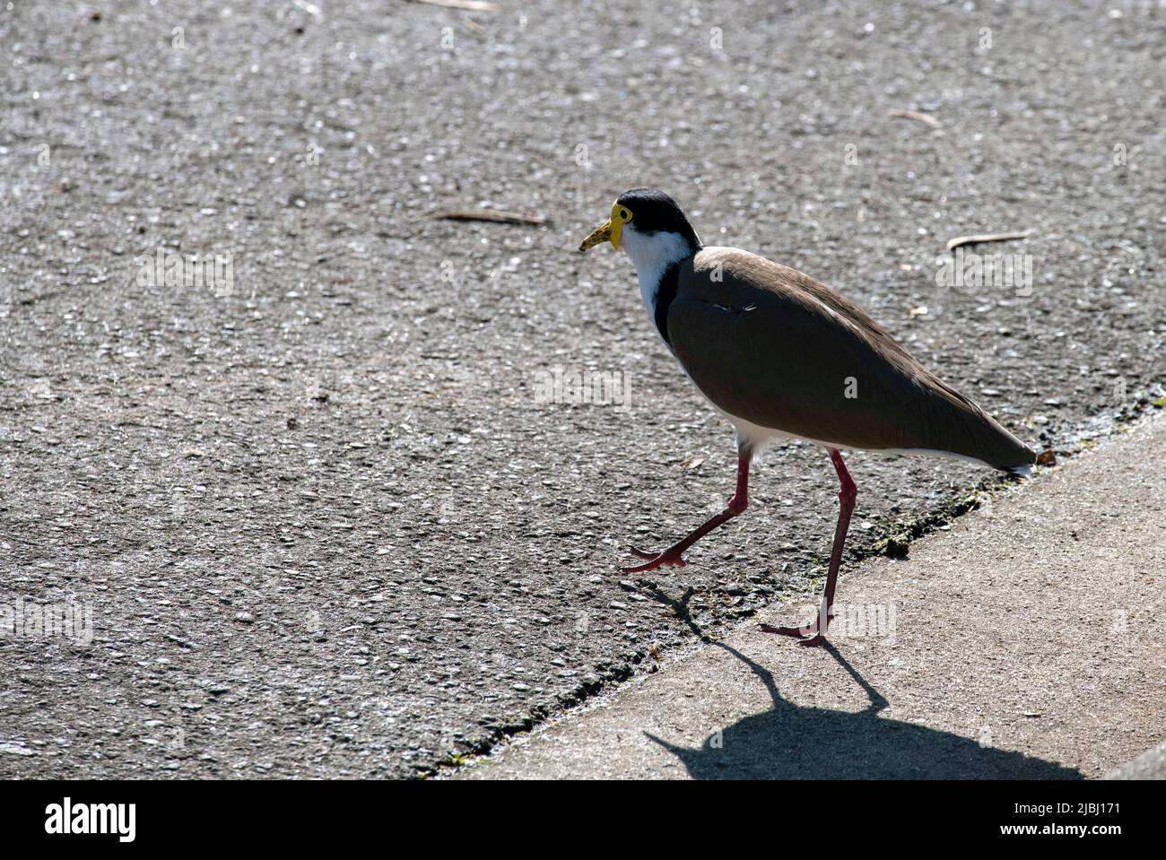 An Australian Masked Lapwing (Vanellus miles) in Sydney, New South ...