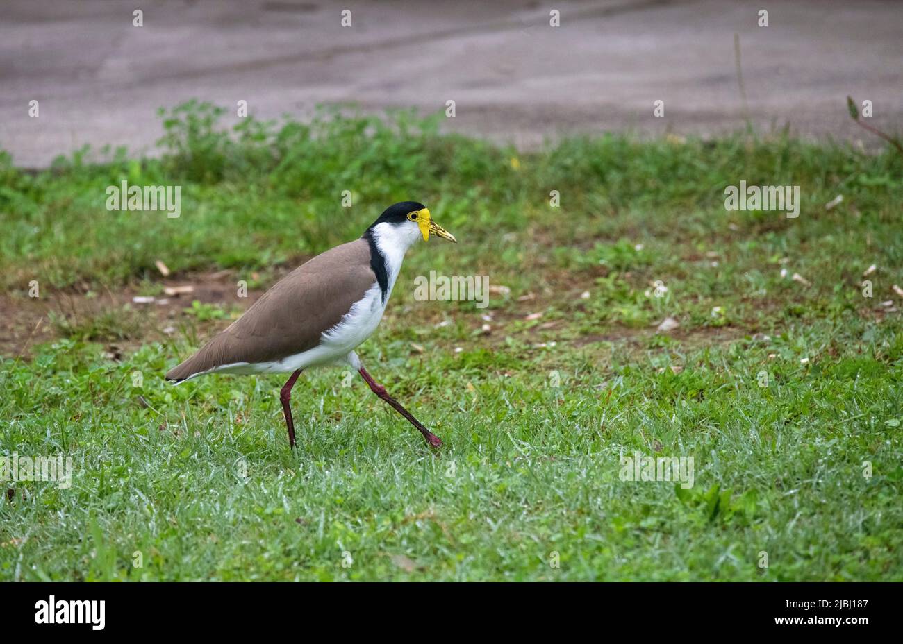 An Australian Masked Lapwing (Vanellus miles) in Sydney, New South ...