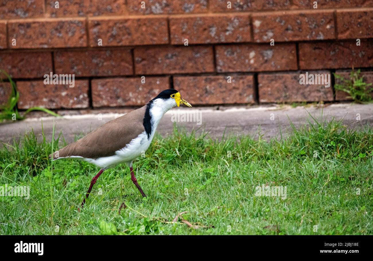An Australian Masked Lapwing (Vanellus miles) in Sydney, New South ...