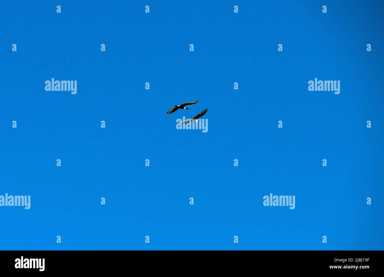 Two birds flying in the sky in Sydney, NSW, Australia (Photo by Tara ...