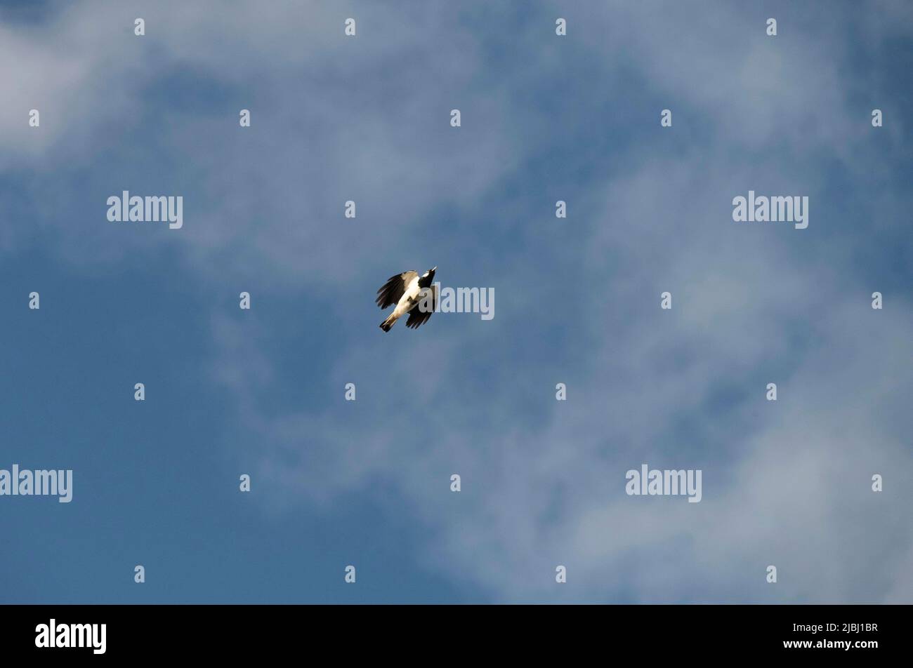 An Australian Magpie-Lark (Grallina cyanoleuca) flying in the sky in ...