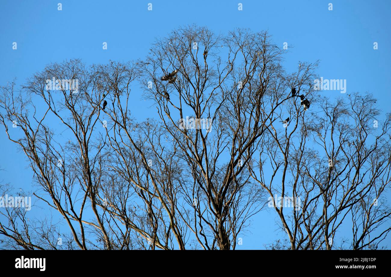 Birds perched on a tree in Sydney, NSW, Australia (Photo by Tara Chand ...