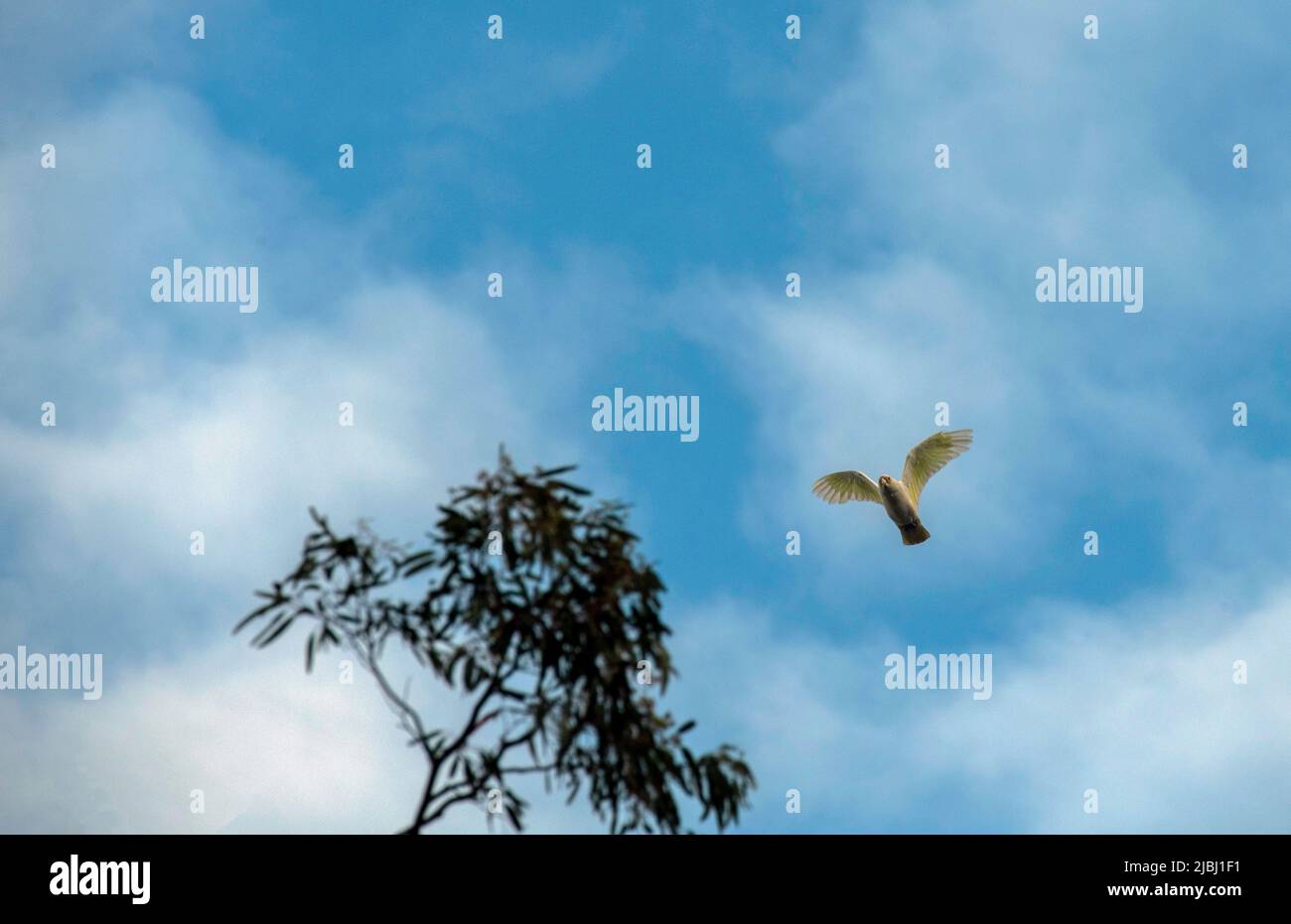 A Little Corella (Cacatua sanguinea) flying in the sky in Sydney, NSW ...