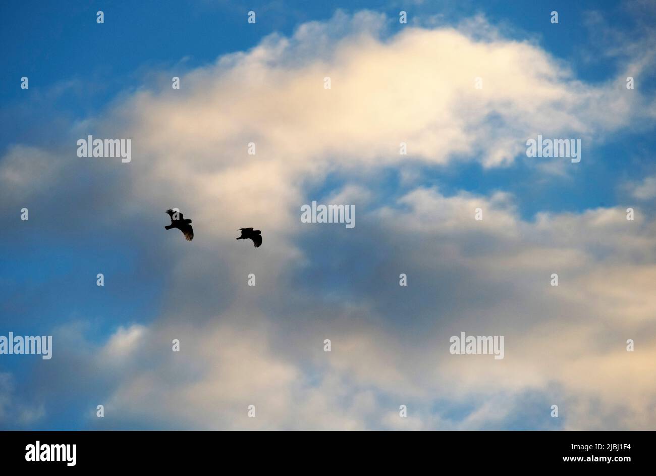 A pair of Little Corella ( Cacatua sanguinea) flying in the sky in ...