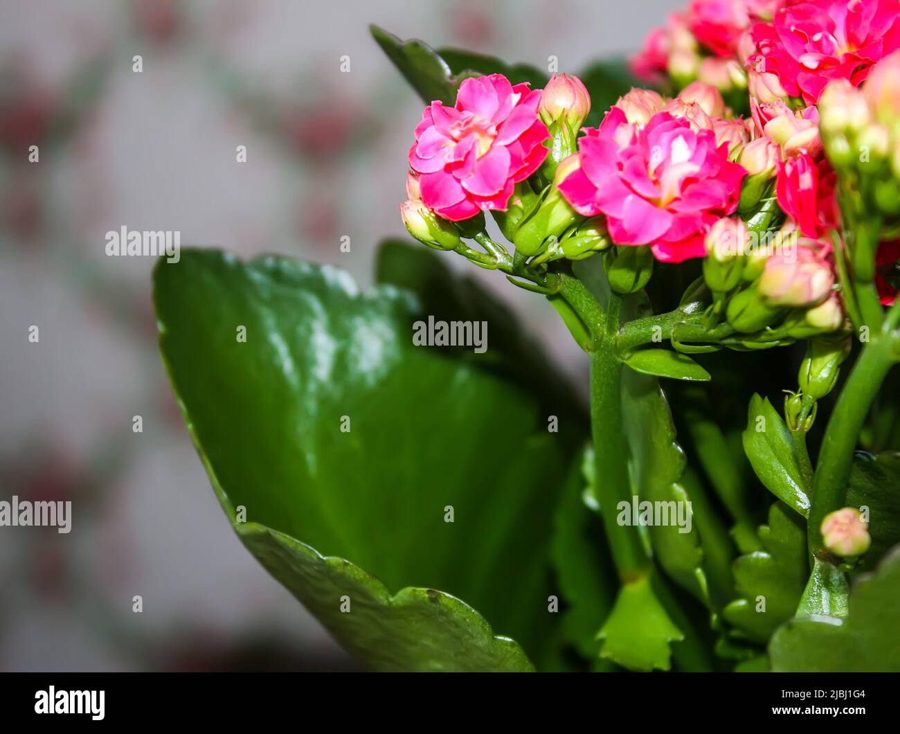 Chalanchoe Calandiva plant in bloom. House plants in floral pot Stock ...