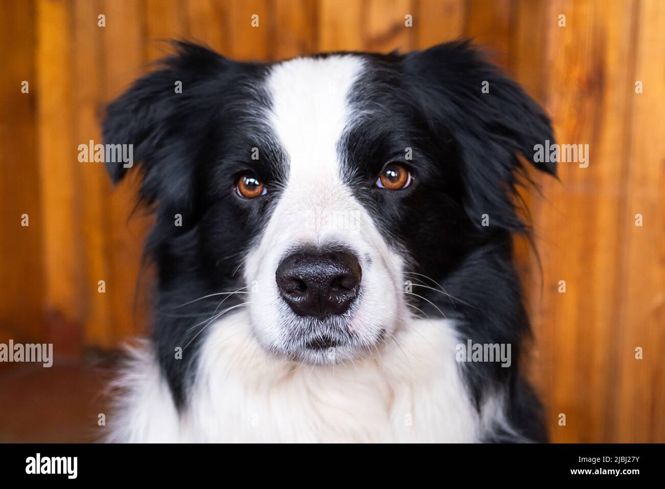 Funny portrait of puppy dog border collie indoors. Cute pet dog resting ...