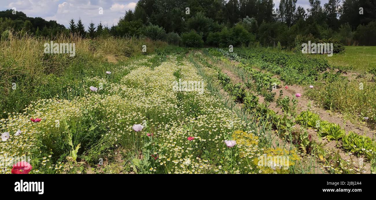 Daisy landscape. Chamomile flowers. Medical herbs in the countryside ...