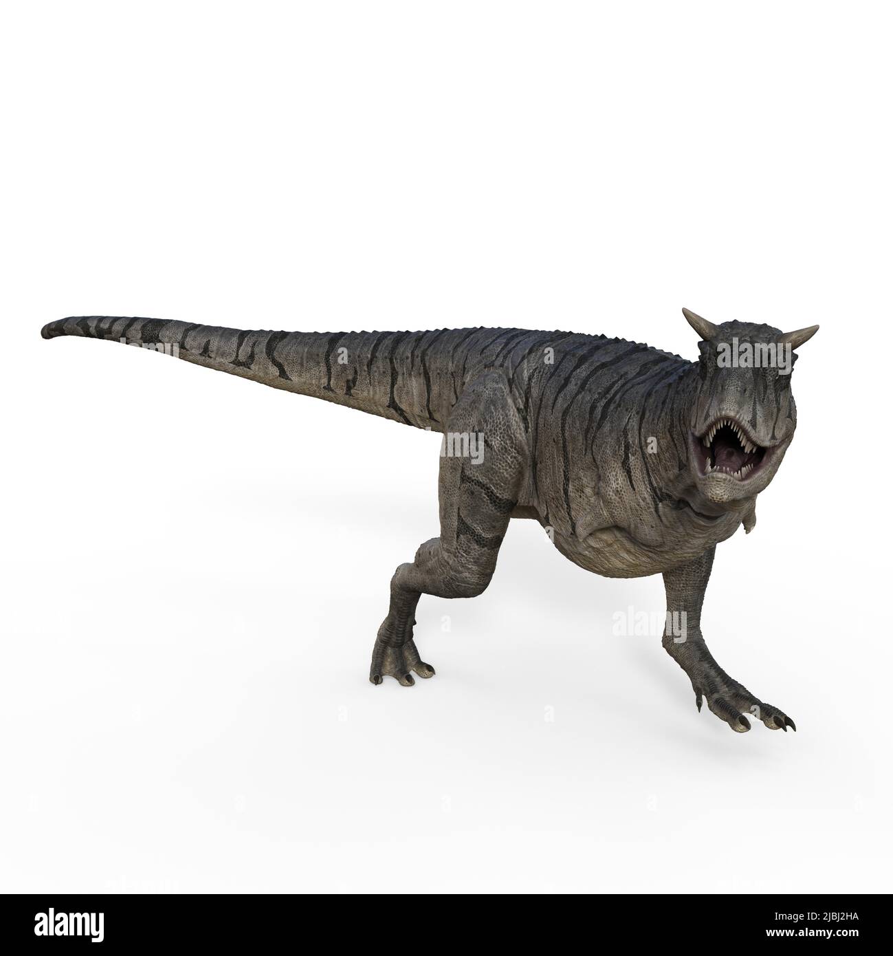 3d-illustration of an isolated dinosaur carnotaurus Stock Photo - Alamy