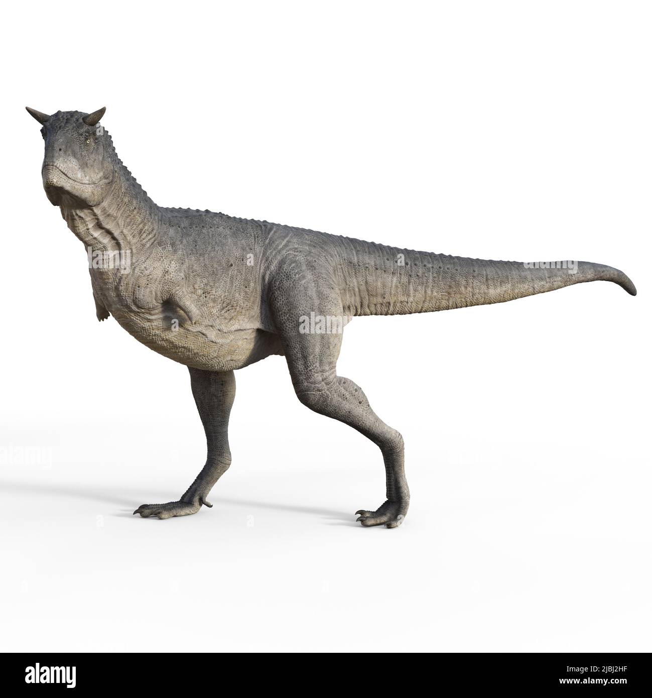 3d-illustration of an isolated dinosaur carnotaurus Stock Photo - Alamy