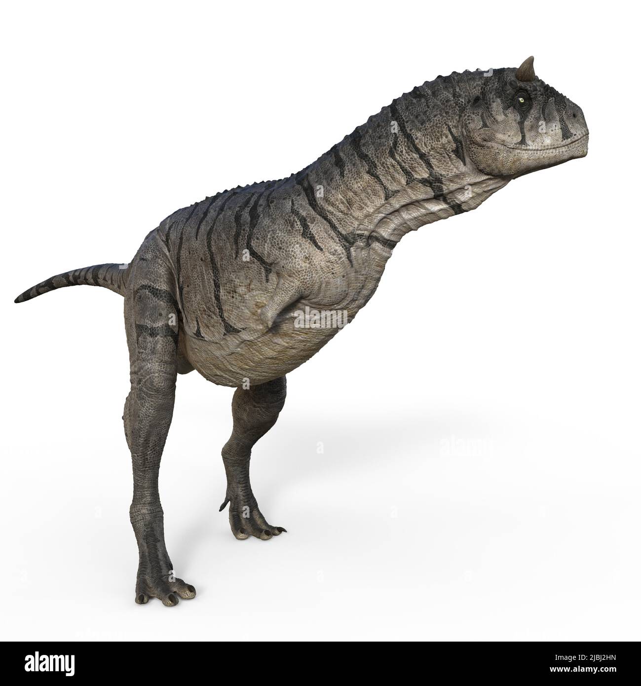 3d-illustration of an isolated dinosaur carnotaurus Stock Photo - Alamy