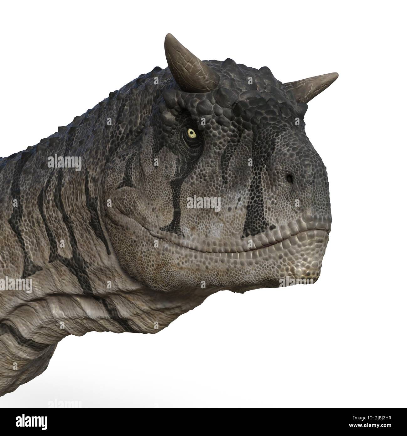 3d-illustration of an isolated dinosaur carnotaurus Stock Photo - Alamy