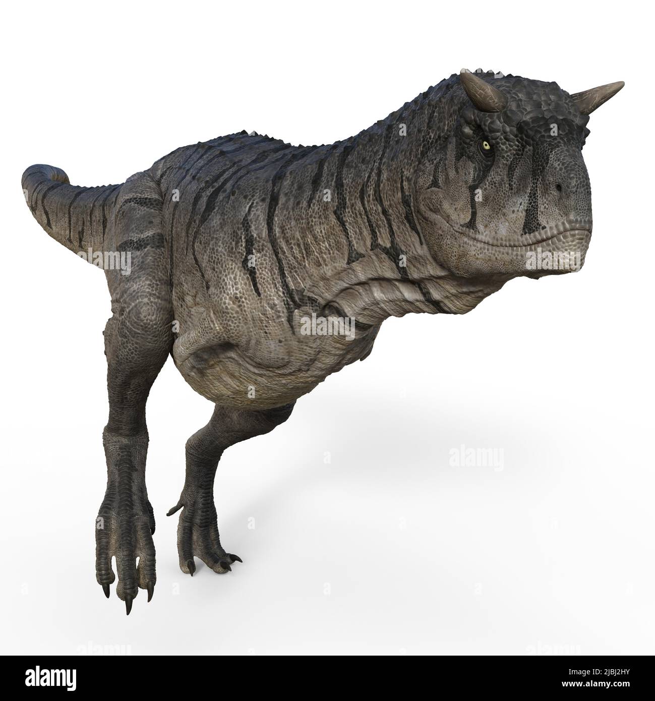 3d-illustration of an isolated dinosaur carnotaurus Stock Photo - Alamy