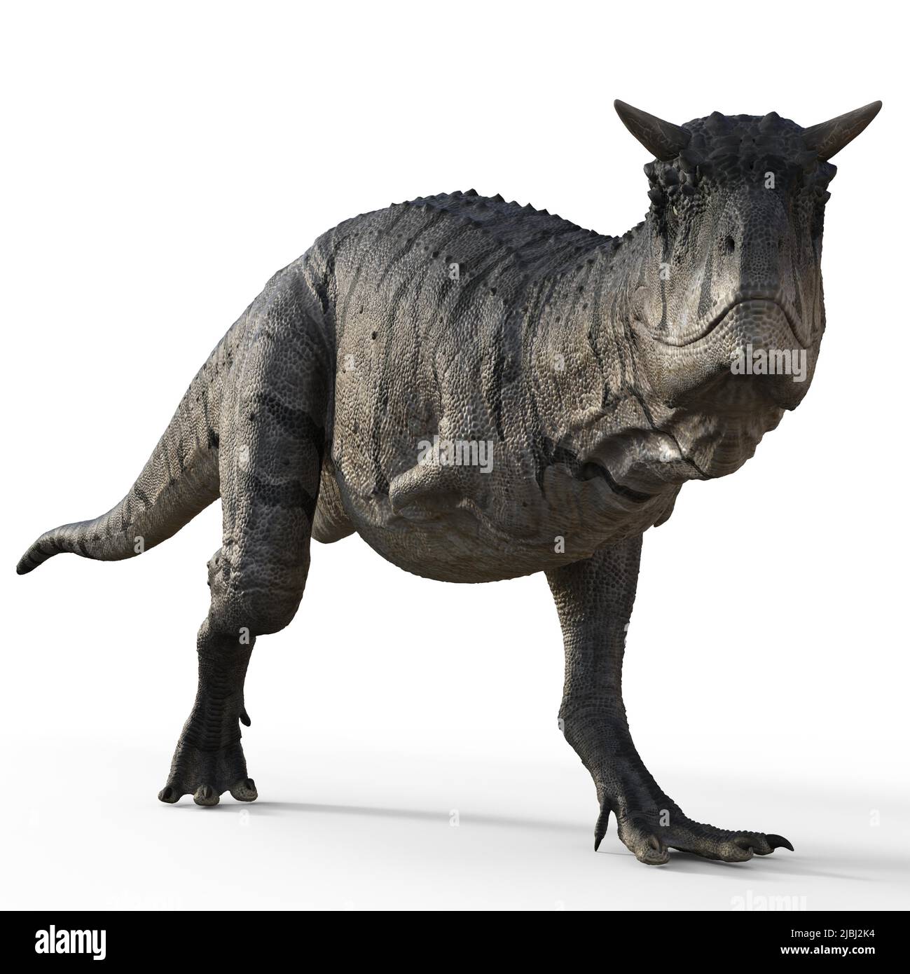 3d-illustration of an isolated dinosaur carnotaurus Stock Photo - Alamy