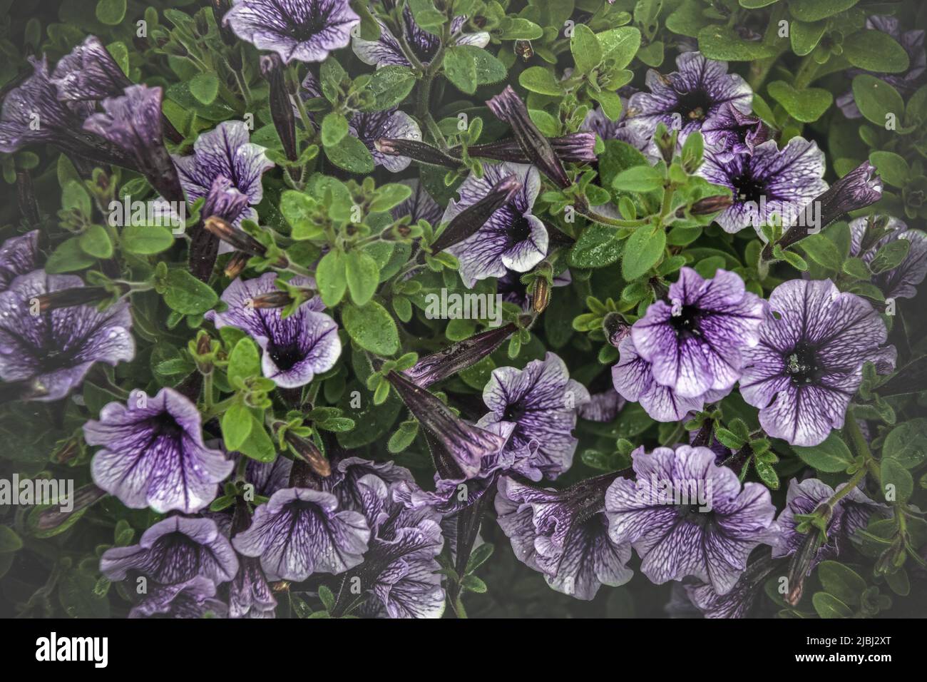 Little petunia flowers in the garden on summer day,, balcony decorated ...