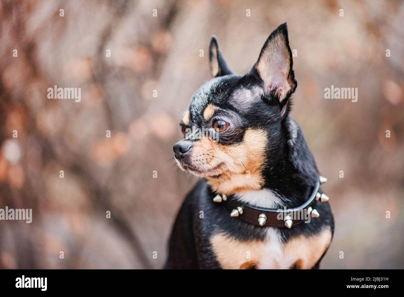 Chihuahua dog tricolor black white brown. Animal, pet Stock Photo - Alamy