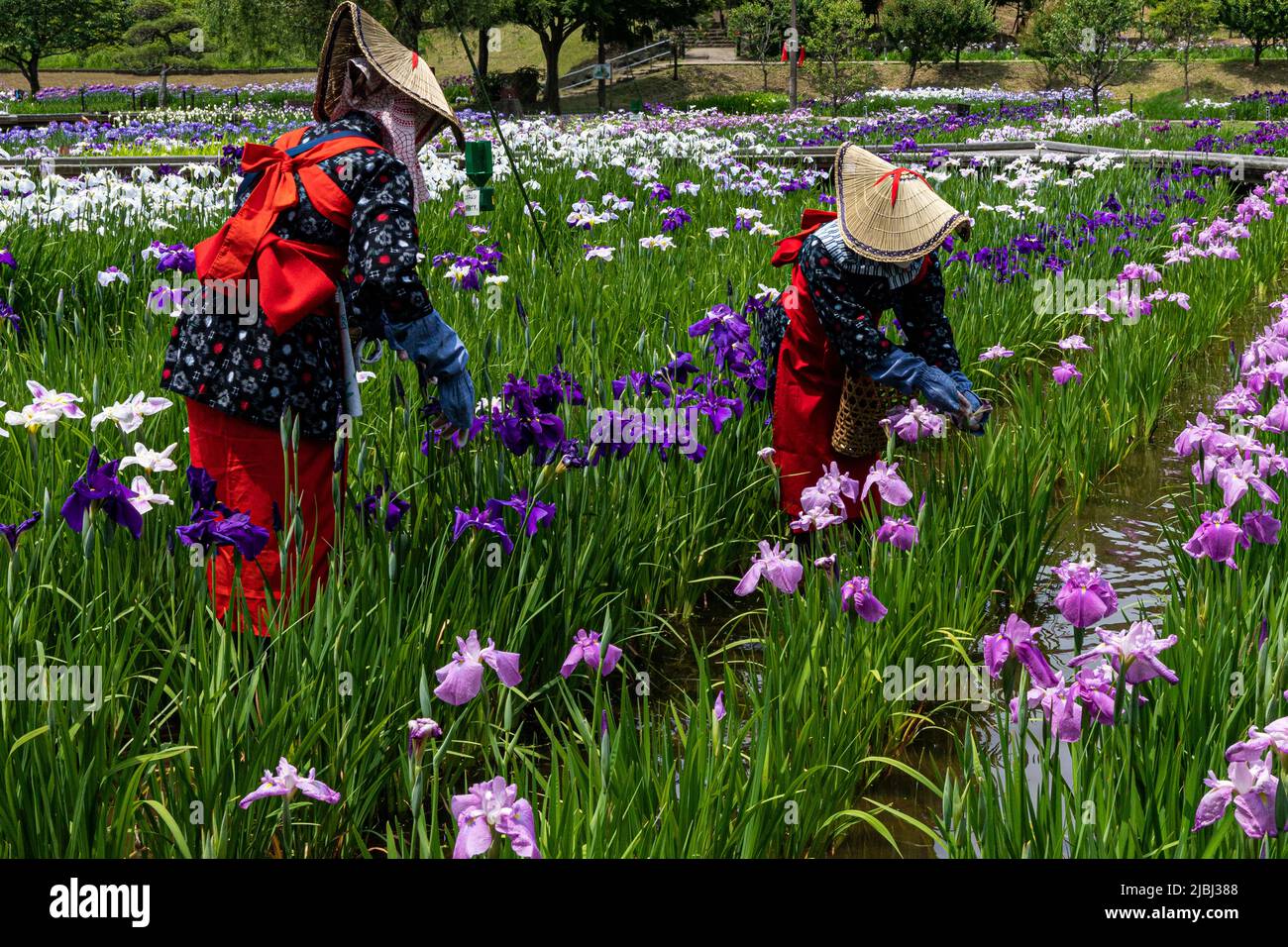 The Yokosuka Iris Garden or Shobuen is one of Japan’s largest iris ...