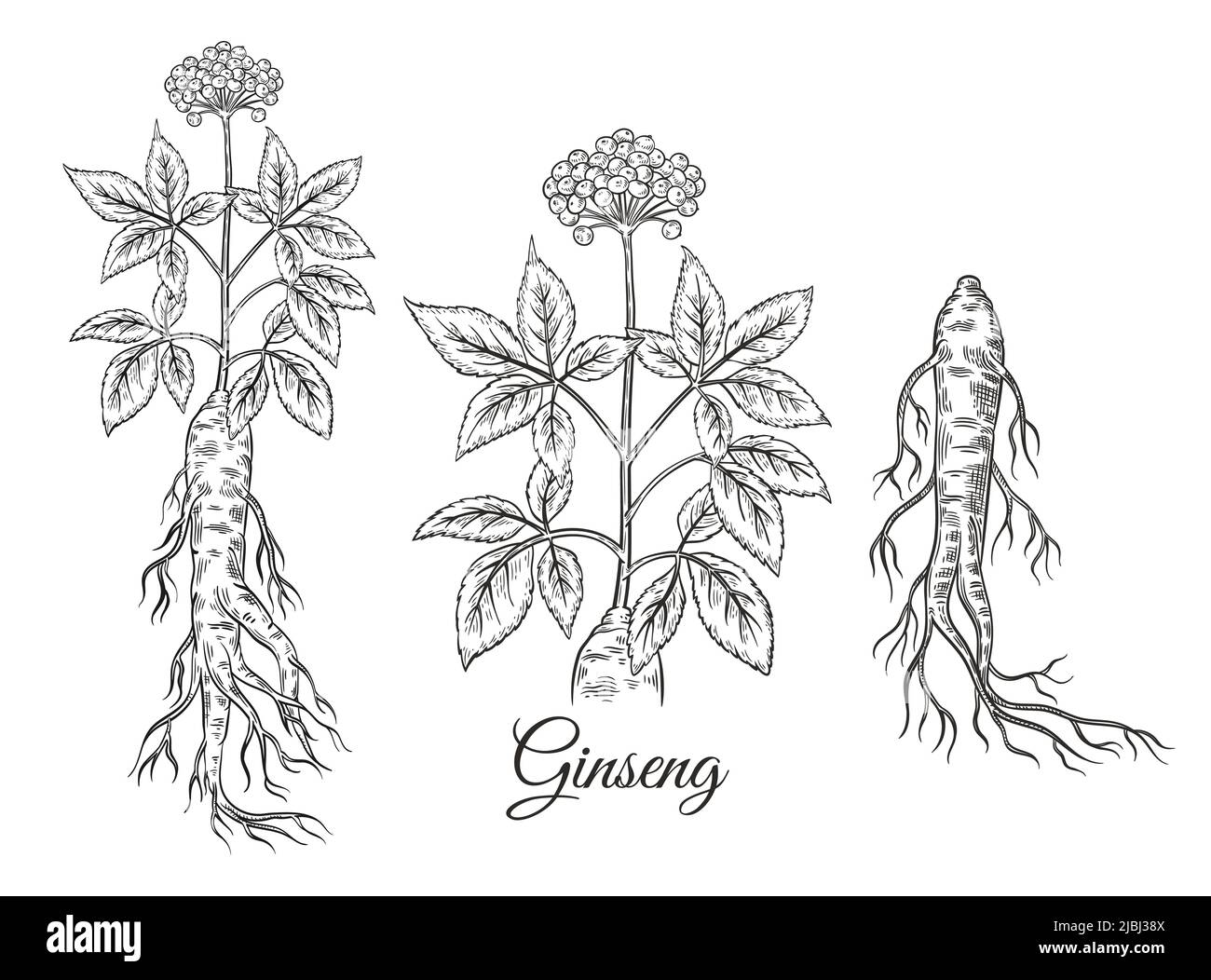 Herb red Stock Vector Images - Alamy