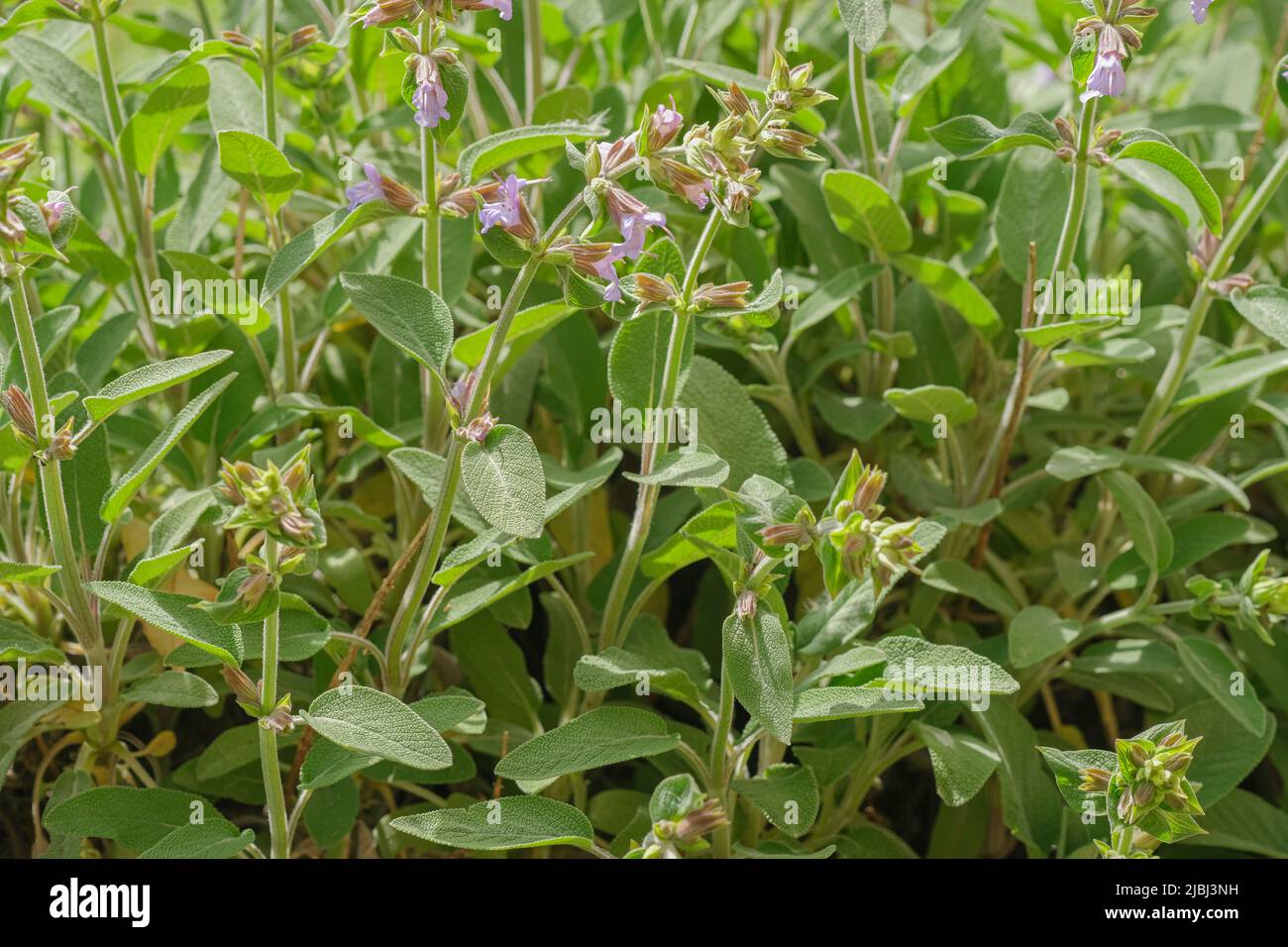 Wild sage salvia officinalis,medicinal and culinary herb. Aromatic ...