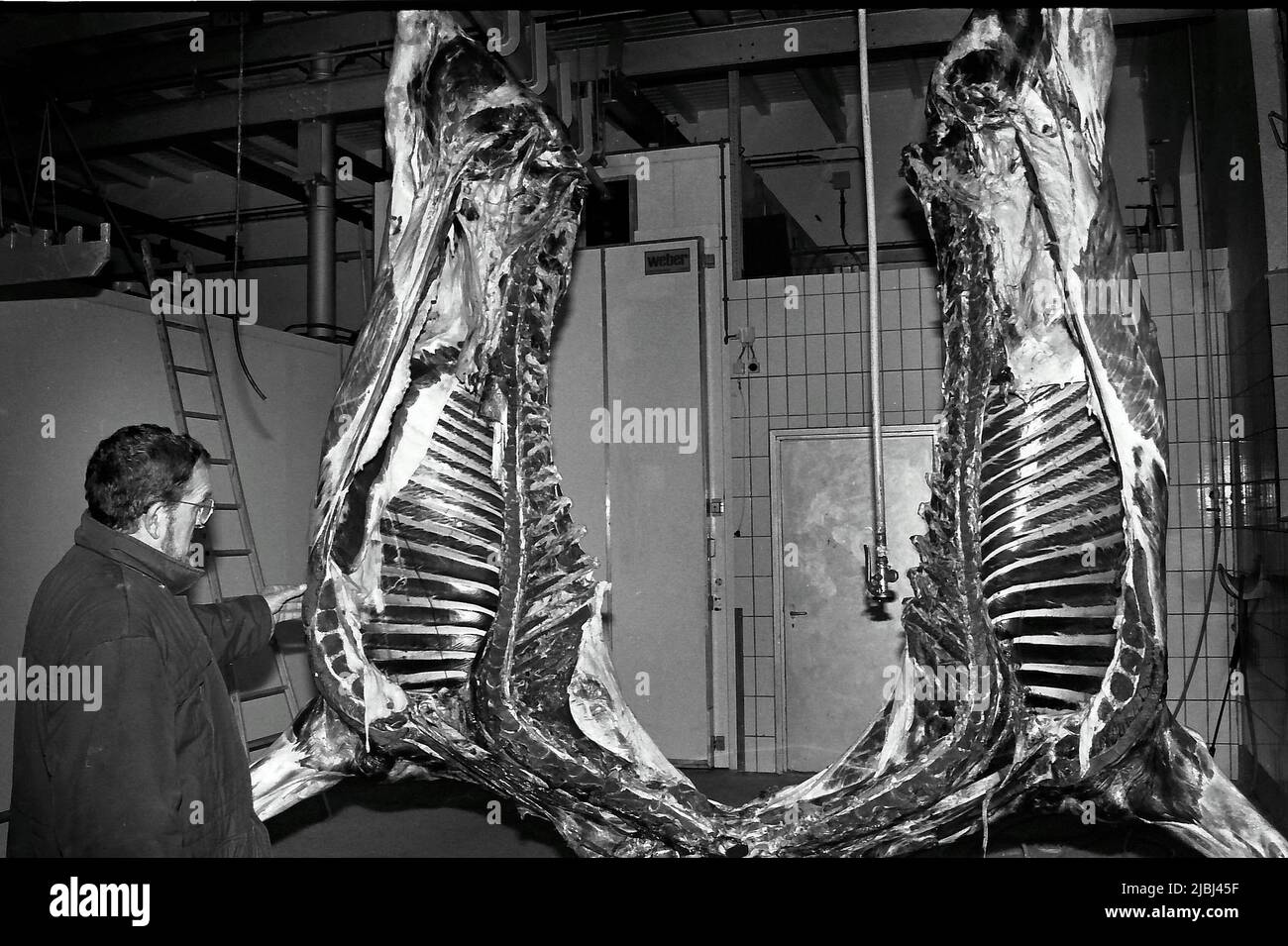 16-12-1991 Leiden,The Netherlands.Slaughterhouse Stock Photo - Alamy