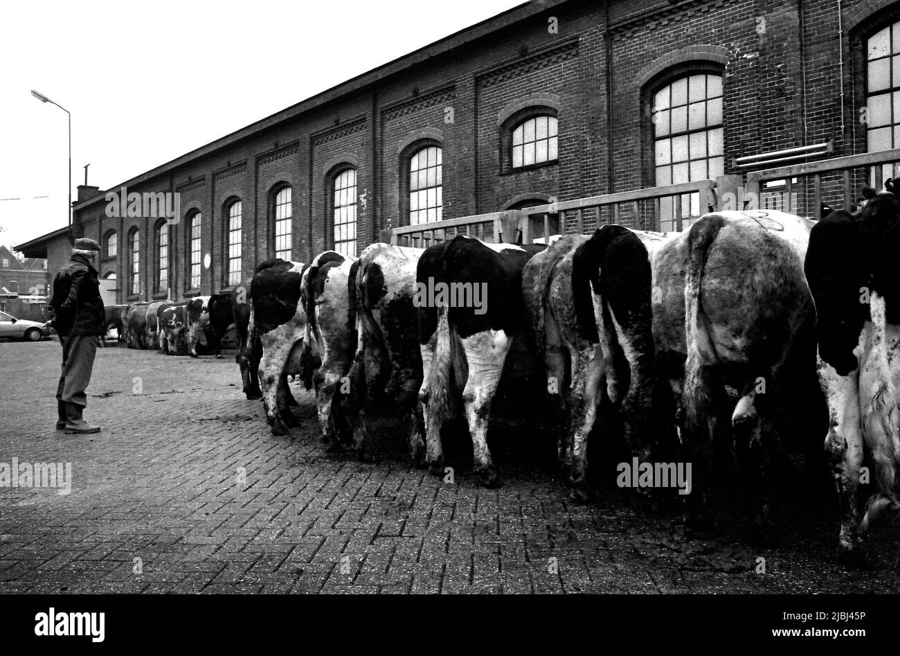 16-12-1991 Leiden,The Netherlands.Slaughterhouse Stock Photo - Alamy