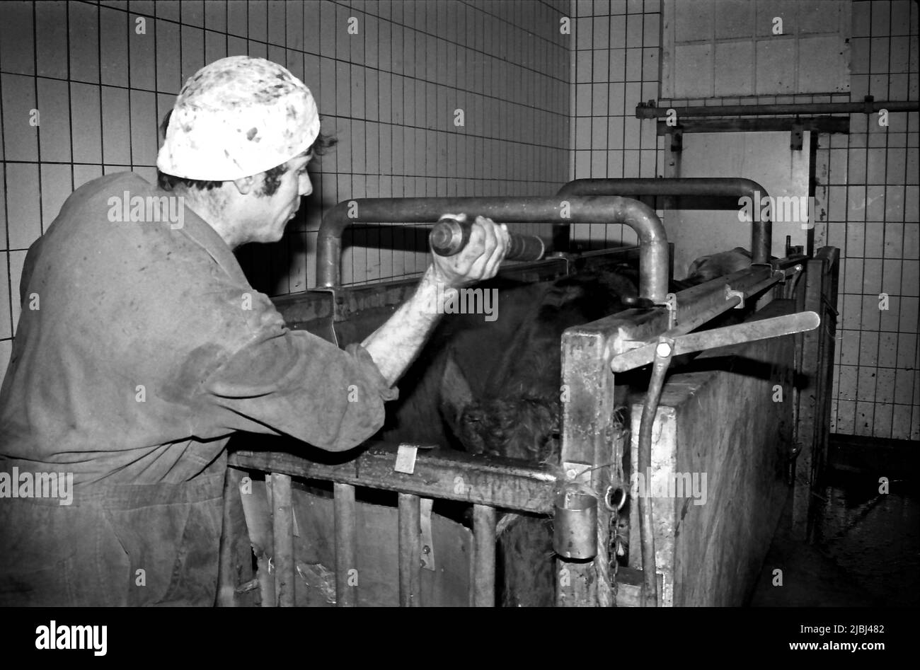 Abattoir horse hi-res stock photography and images - Alamy