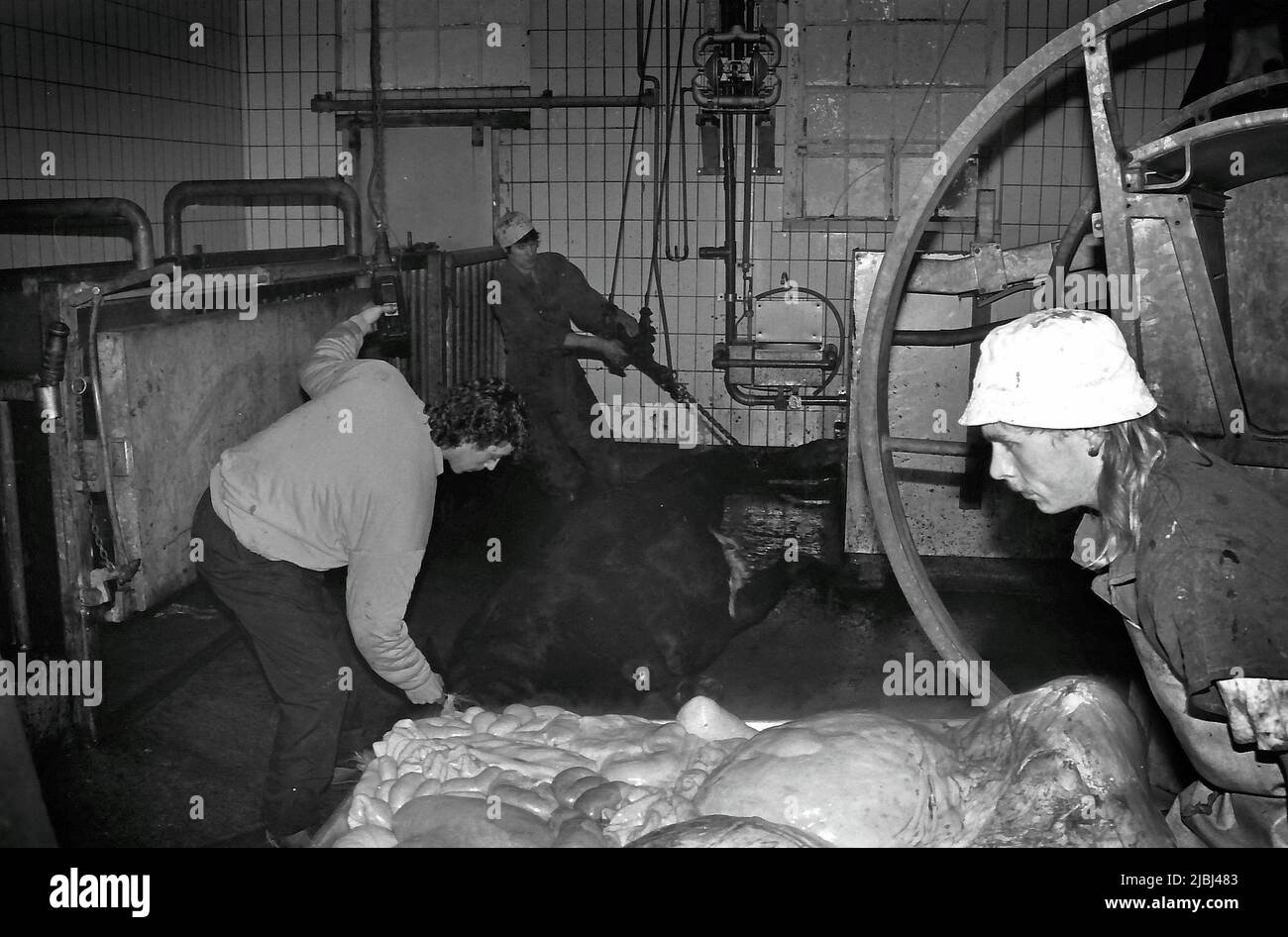 16-12-1991 Leiden,The Netherlands.Slaughterhouse Stock Photo - Alamy