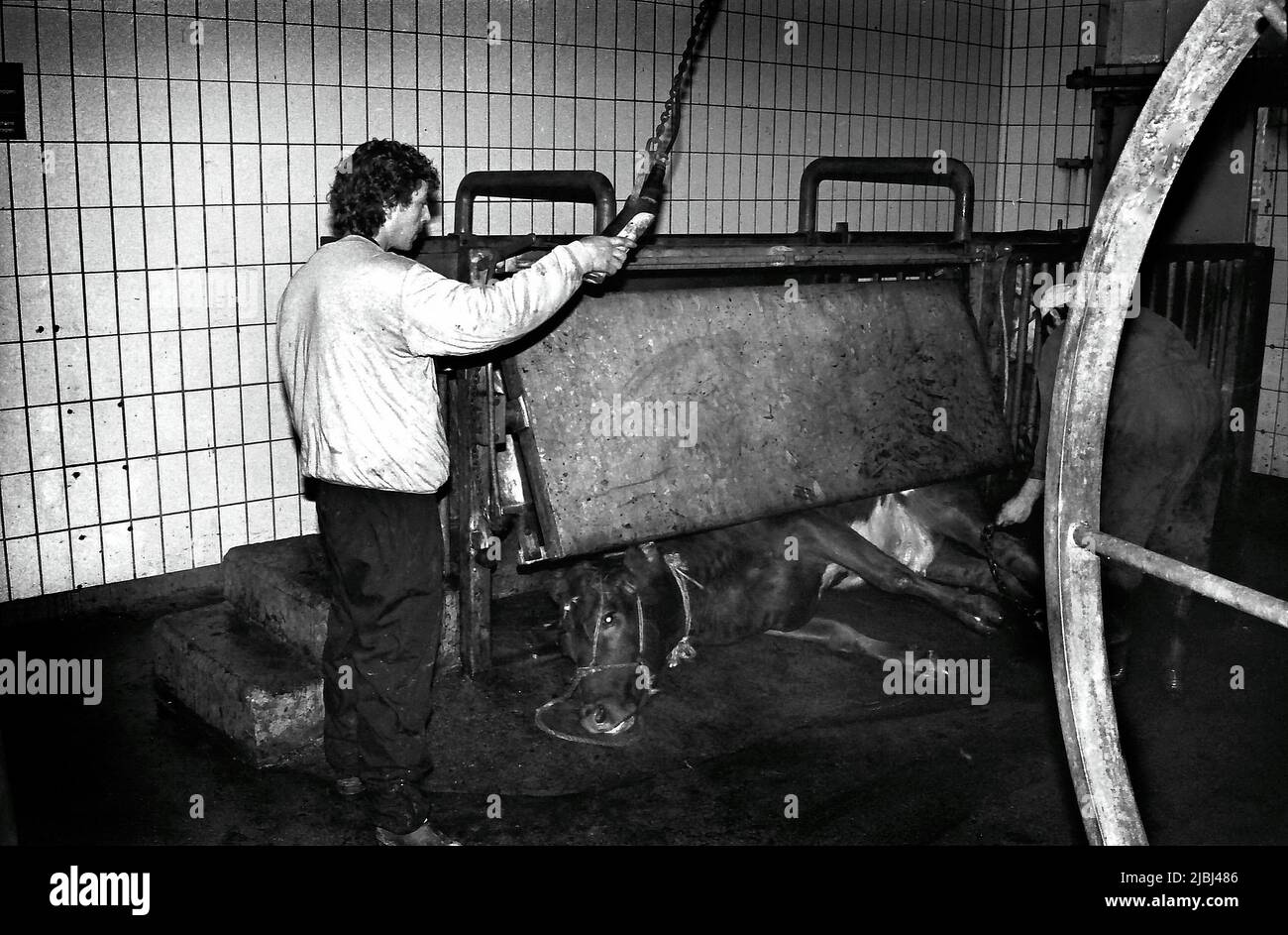16-12-1991 Leiden,The Netherlands.Slaughterhouse Stock Photo - Alamy