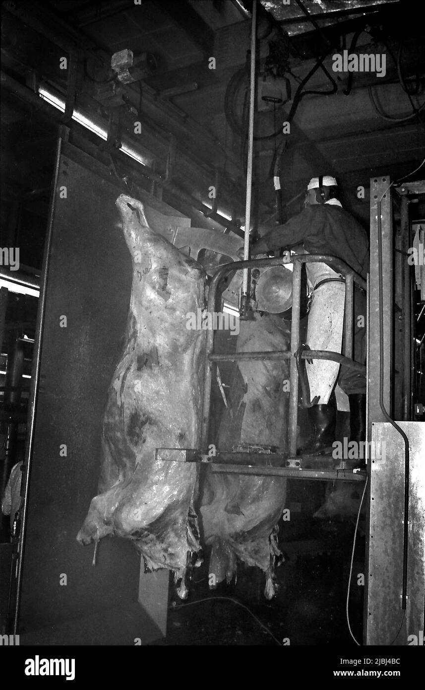 Abattoir horse hi-res stock photography and images - Alamy