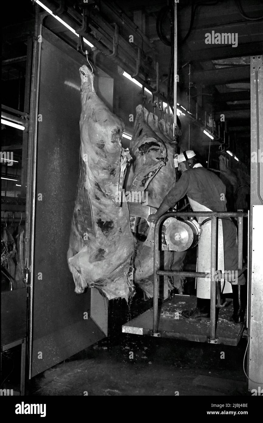 Slaughterhouse abattoir hi-res stock photography and images - Alamy