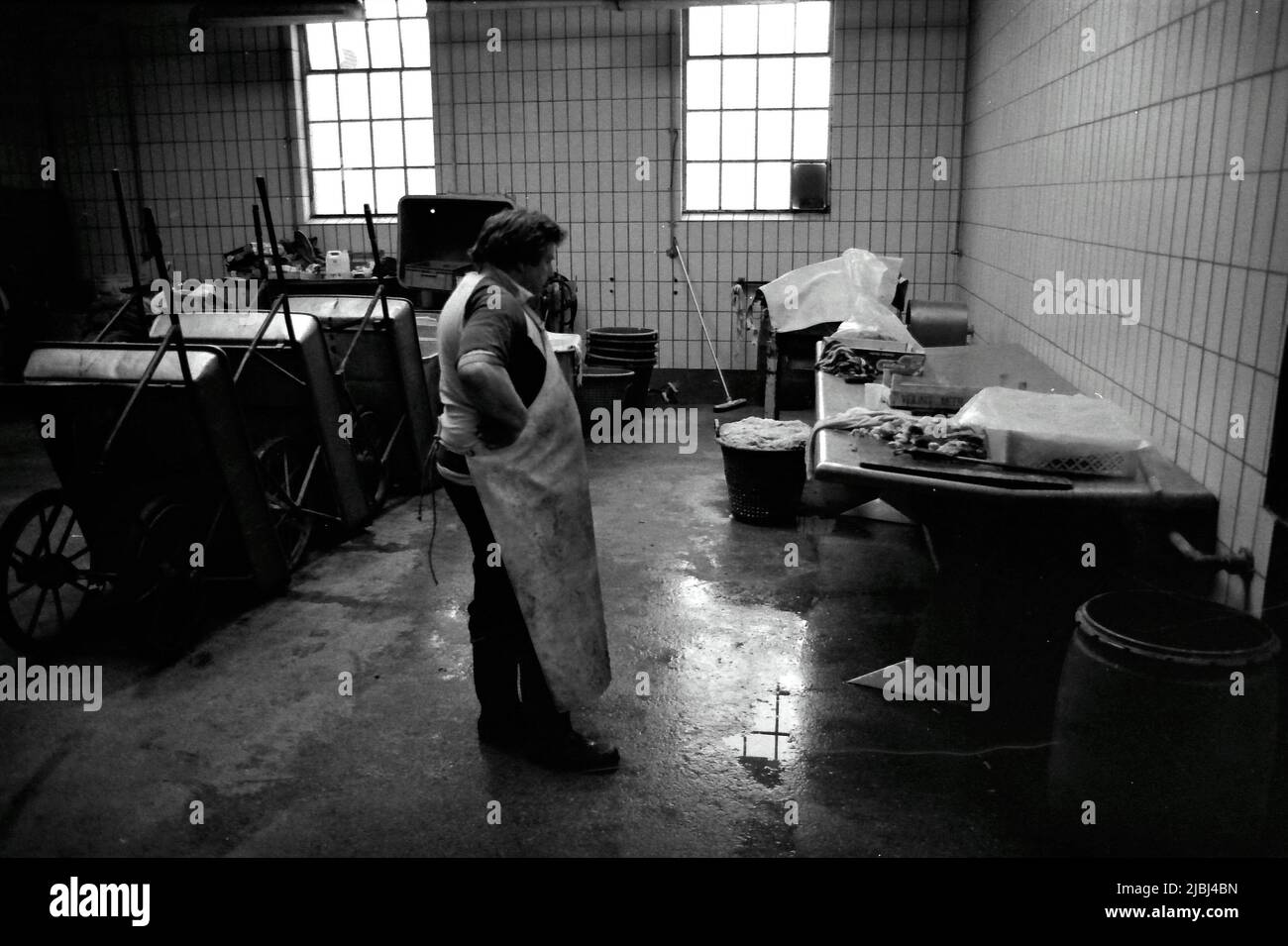 Abattoir horse hi-res stock photography and images - Alamy