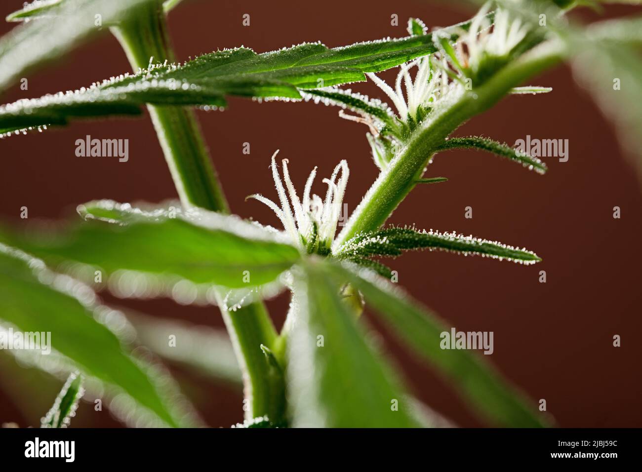 Macro, fantastic marijuana flower with beautiful pistils, red ...